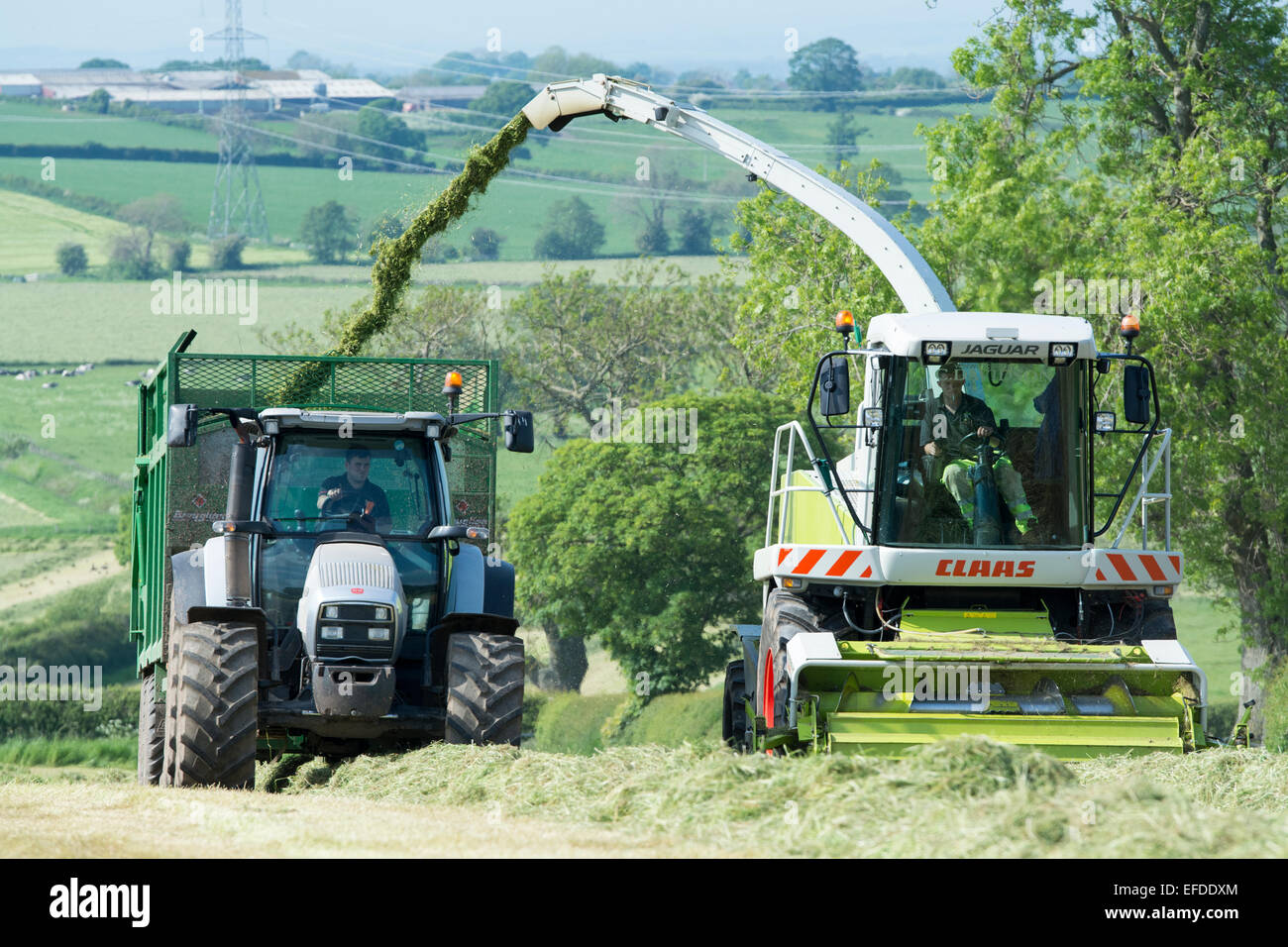 Claas Jaguar 850 self propelled forager chopping grass and loading ...
