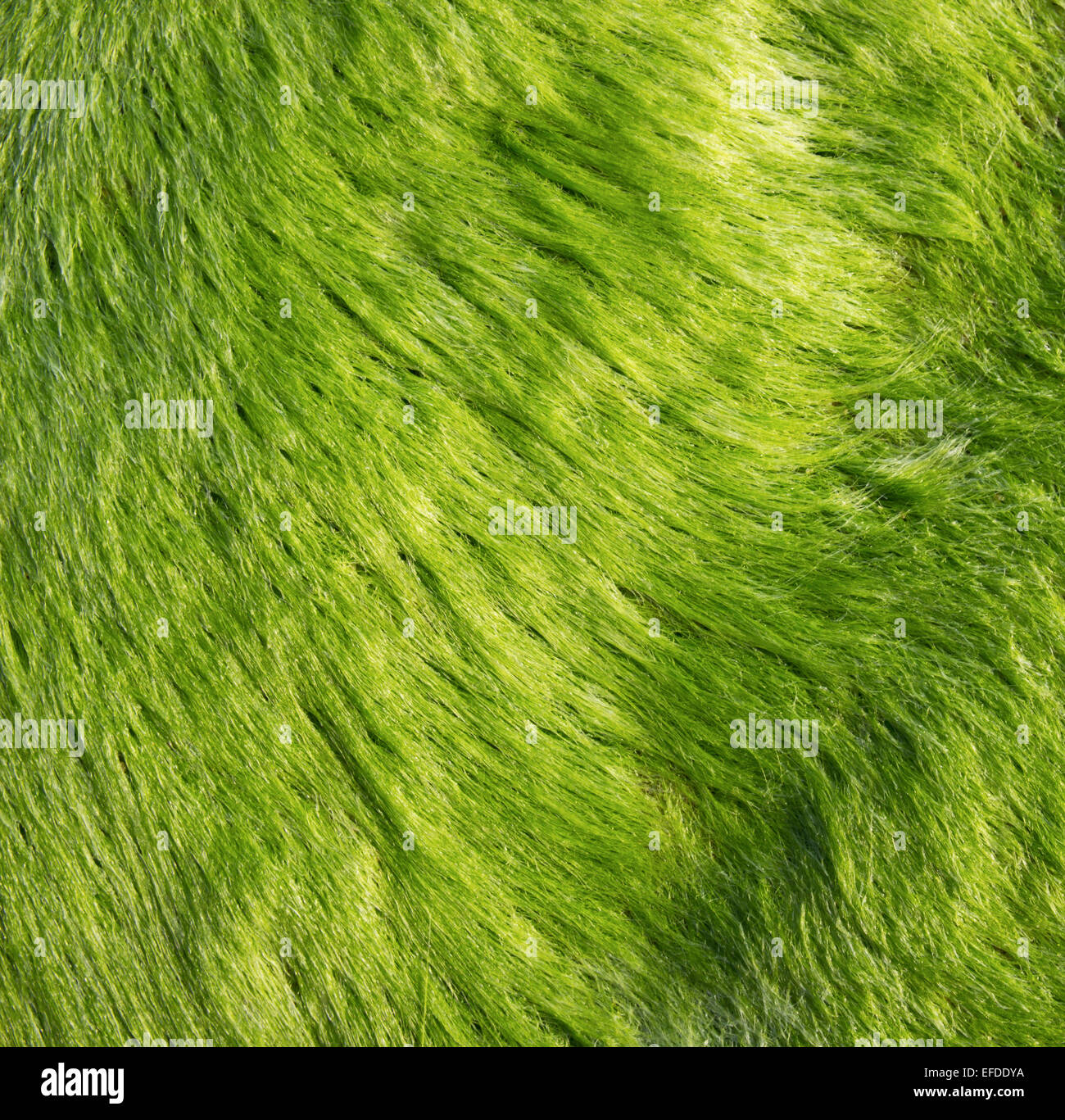 green moss carpet background. shinny grass pattern Stock Photo - Alamy