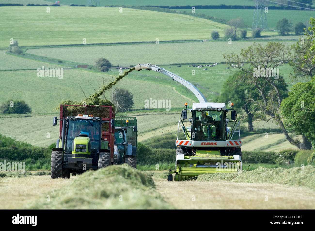 Claas Jaguar 850 self propelled forager chopping grass and loading ...