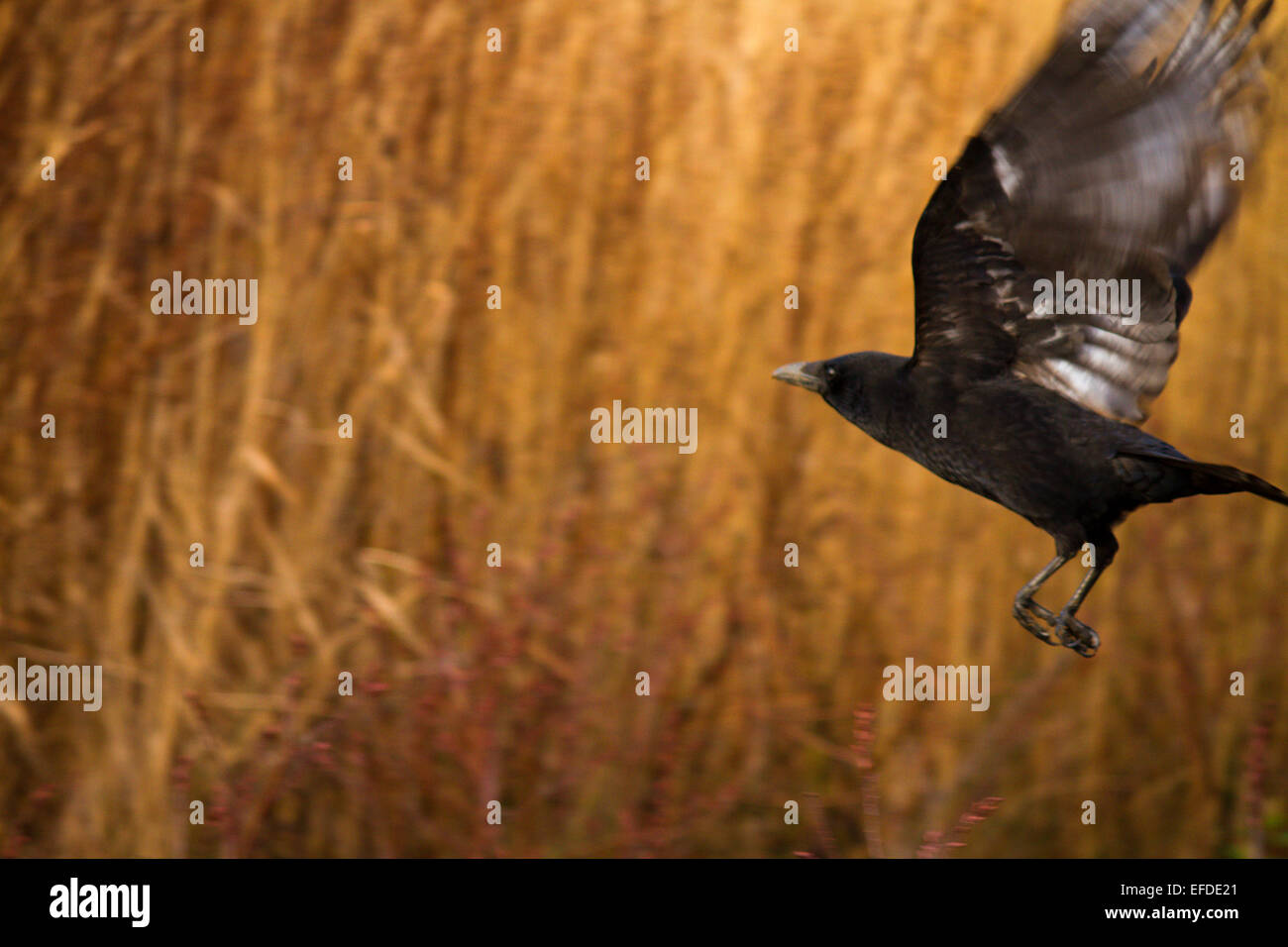 Crows in flight hi-res stock photography and images - Alamy