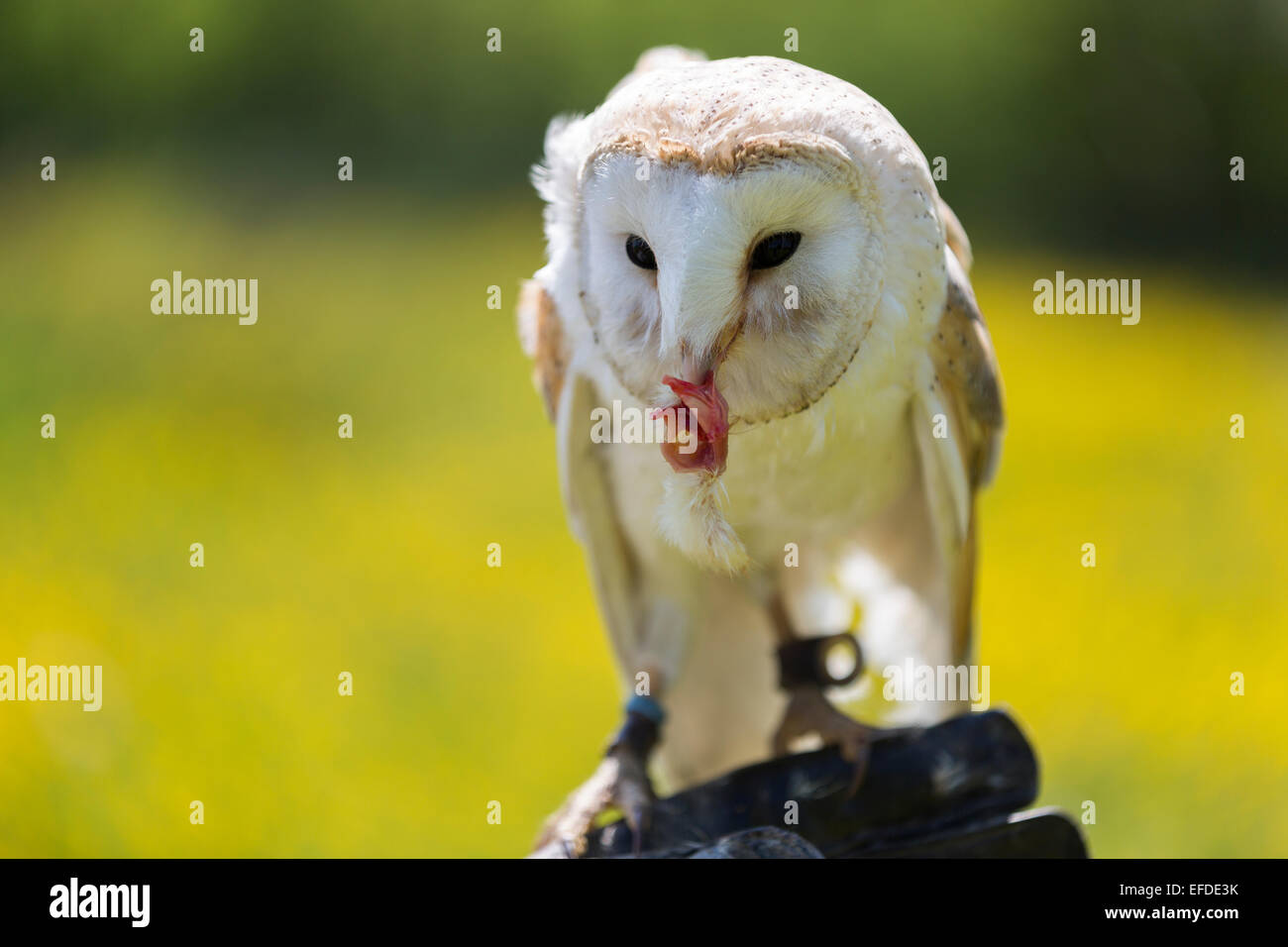 Wildlife : Barn owl. (Tyto alba Stock Photo - Alamy