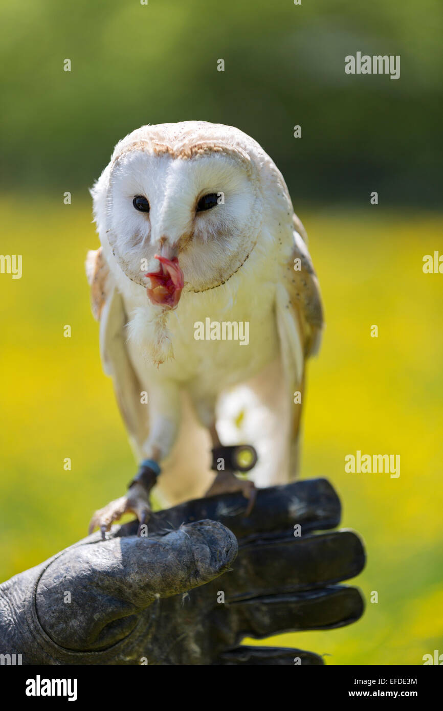 Wildlife : Barn owl. (Tyto alba Stock Photo - Alamy