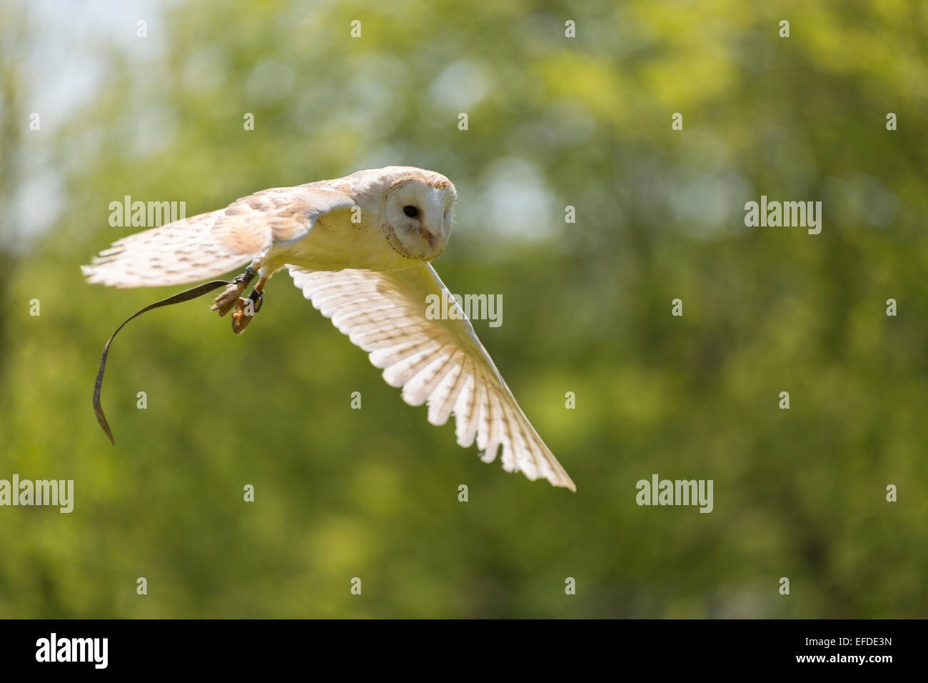 Wildlife : Barn owl. (Tyto alba Stock Photo - Alamy