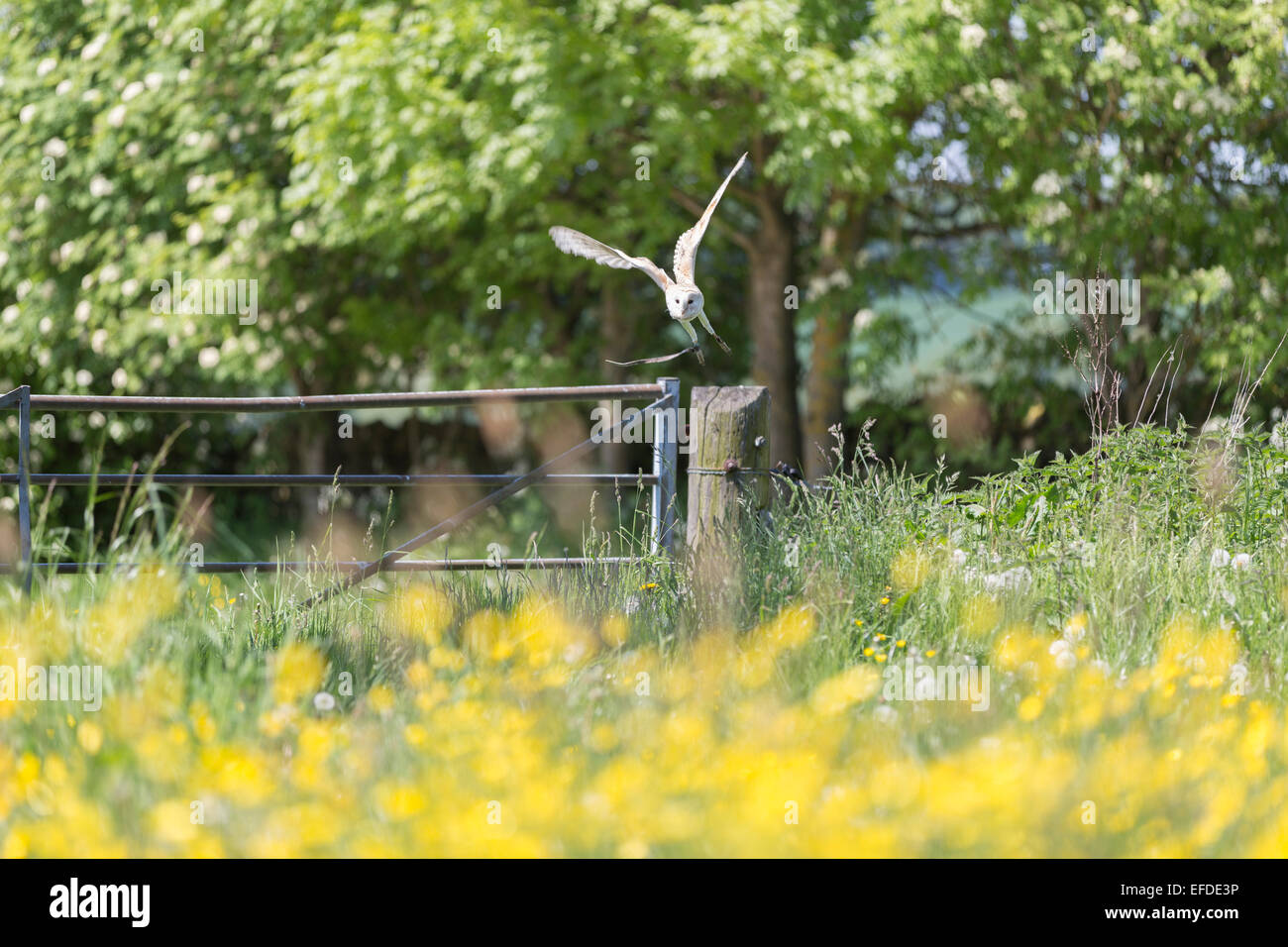 Wildlife : Barn owl. (Tyto alba Stock Photo - Alamy