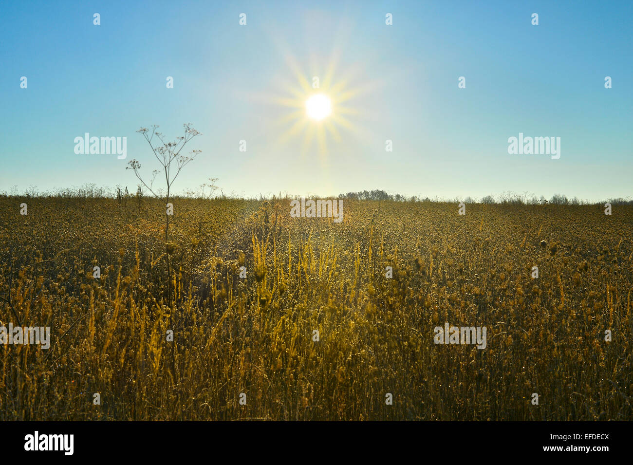 Sunrise over a field hi-res stock photography and images - Alamy