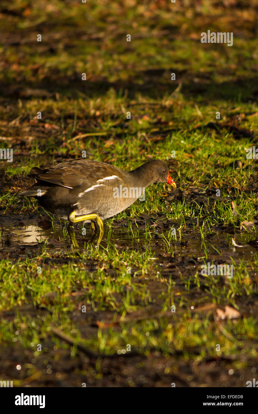 A moorhen in Richmond Park, London, UK Stock Photo - Alamy