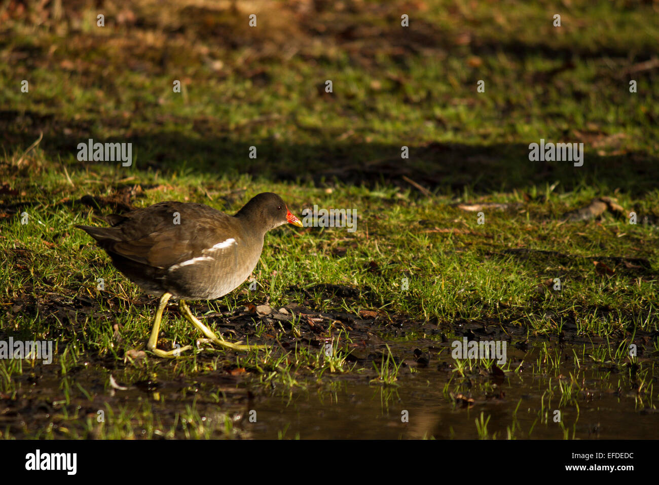 A moorhen in Richmond Park, London, UK Stock Photo - Alamy