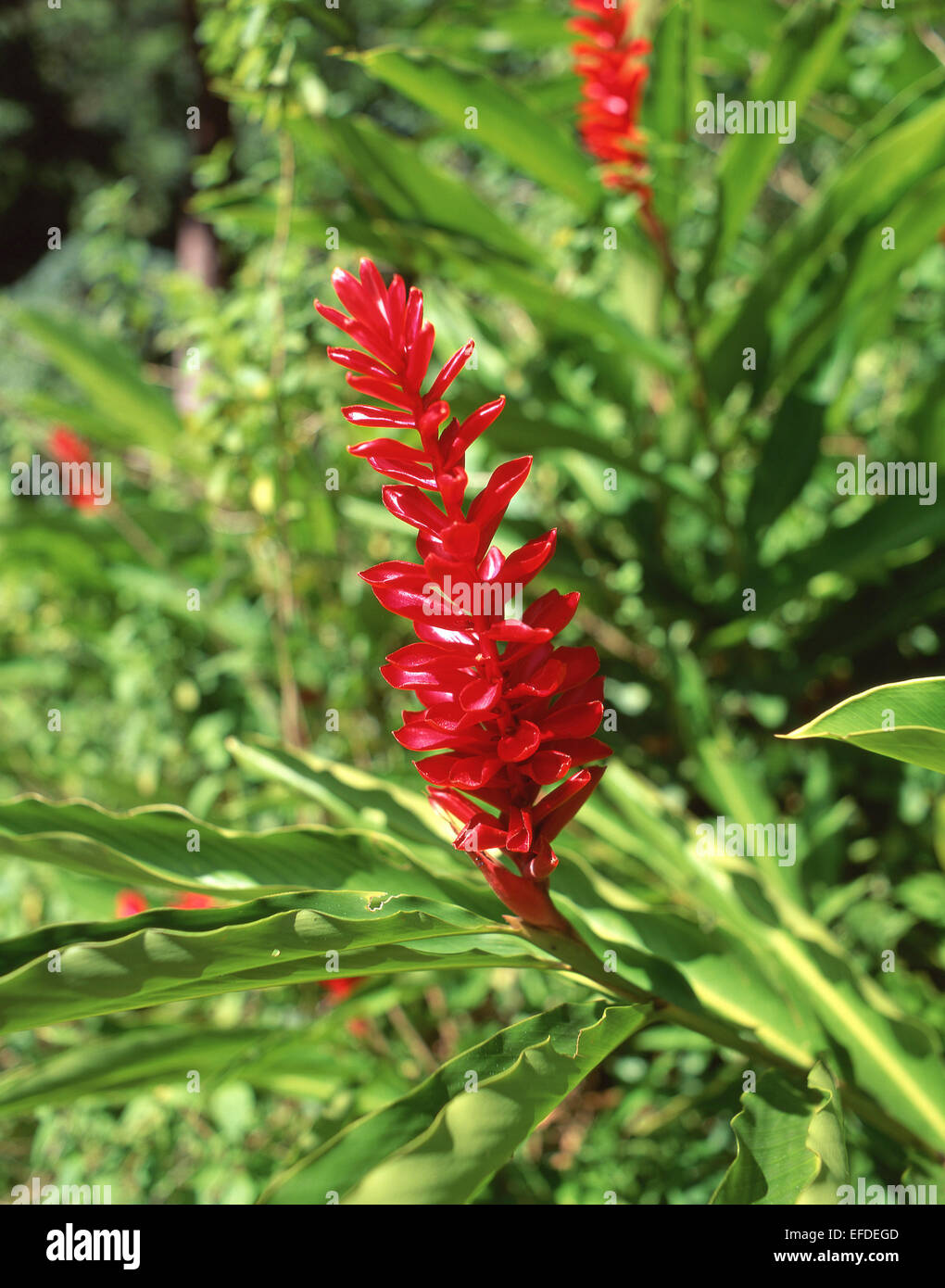 Red Ginger (Alpinia Purpurata) flowers, Saint Lucia, Lesser Antilles ...