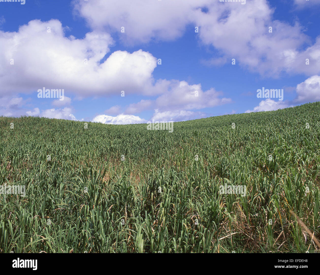 Field of sugar cane, Saint James Parish, Barbados, Lesser Antilles ...