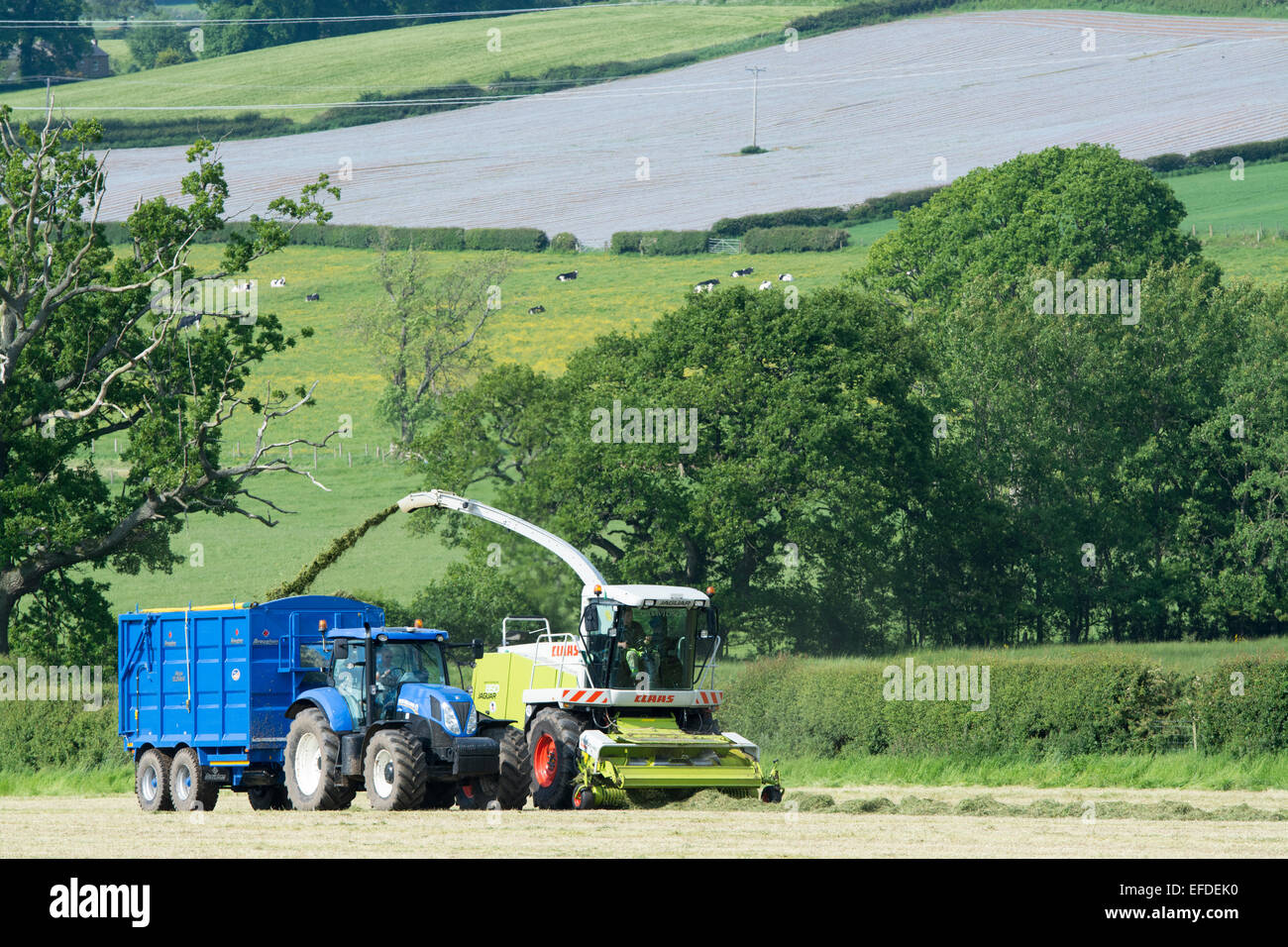Claas Jaguar 850 self propelled forager chopping grass and loading ...