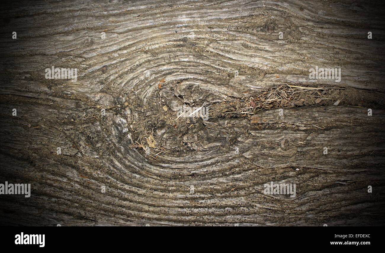 Wood Debris Texture