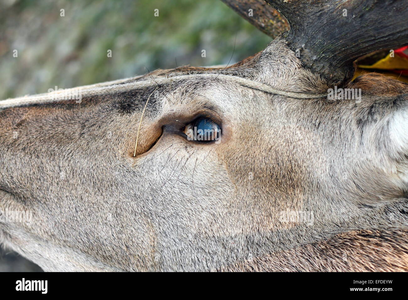 hunted red deer ( cervus elaphus ) eye detail Stock Photo - Alamy