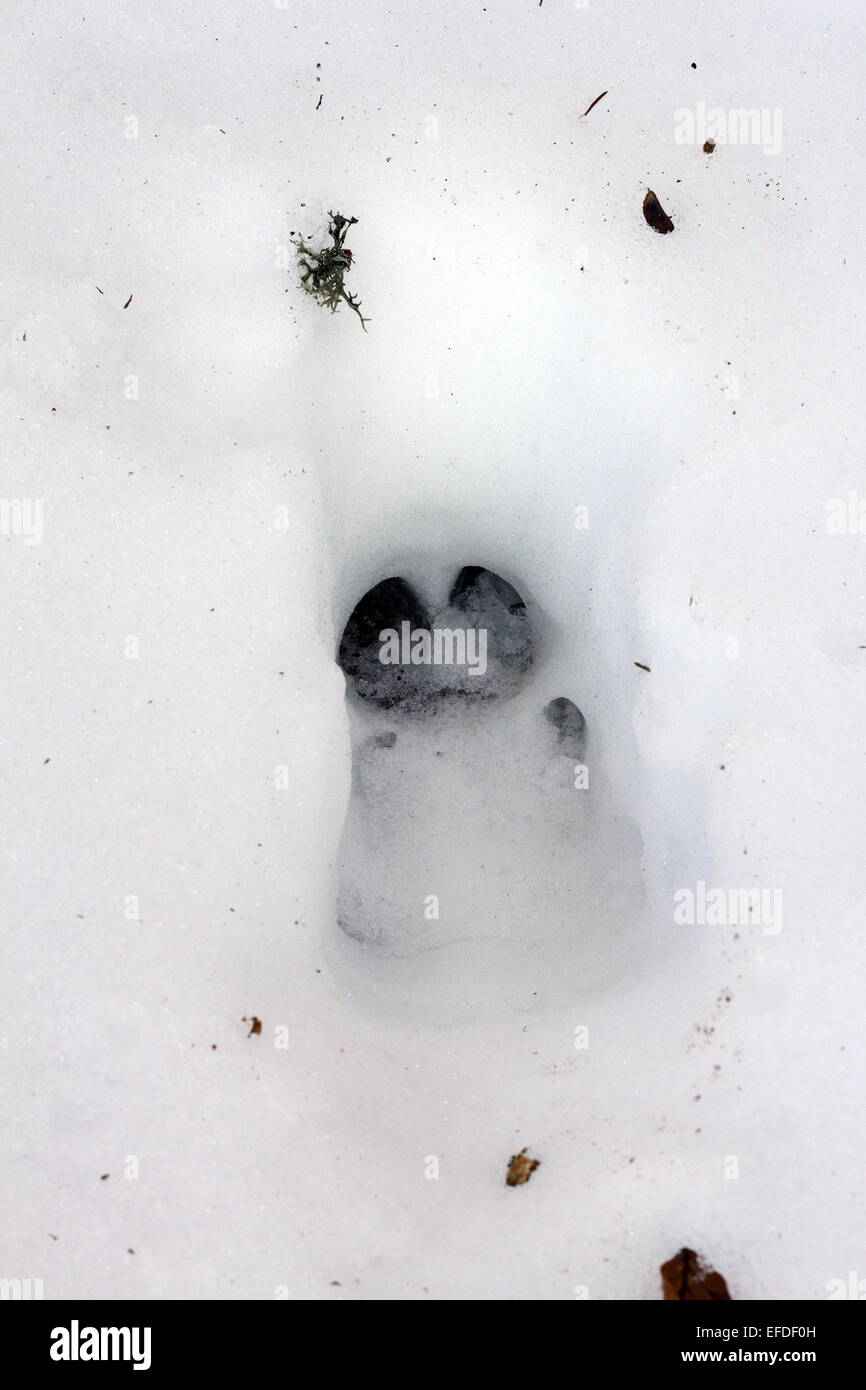 Snow imprint hi-res stock photography and images - Alamy