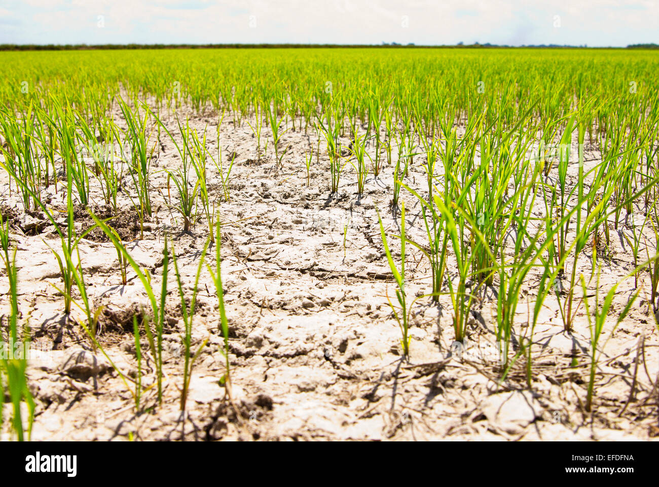 Rice plant seedling hi-res stock photography and images - Alamy