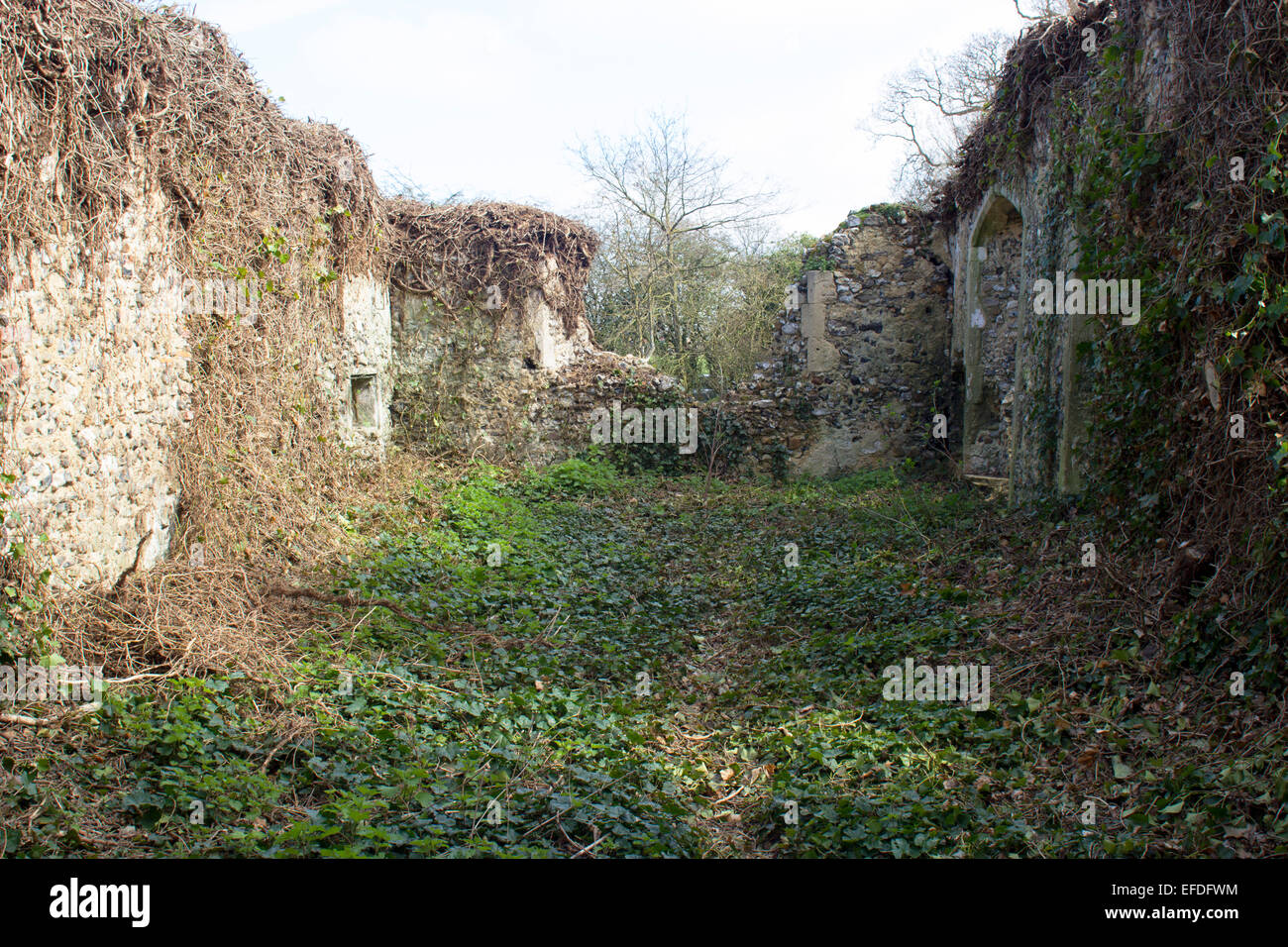 Old Church in ruin overgrown in Ivy Norfolk Stock Photo - Alamy