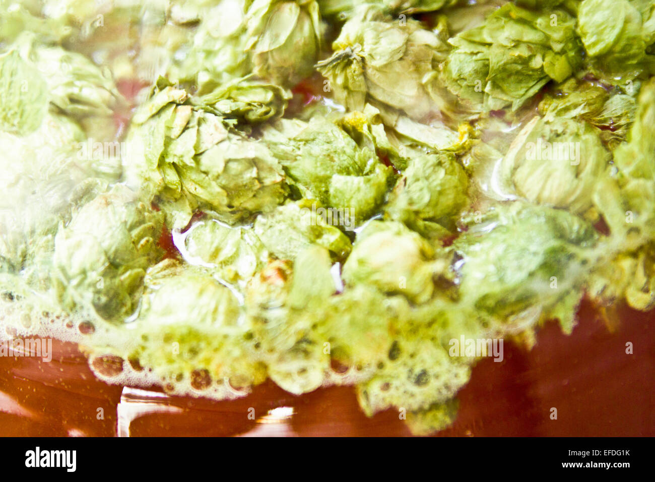 Hops floating in homebrewed Beer during Dry hopping Stock Photo - Alamy
