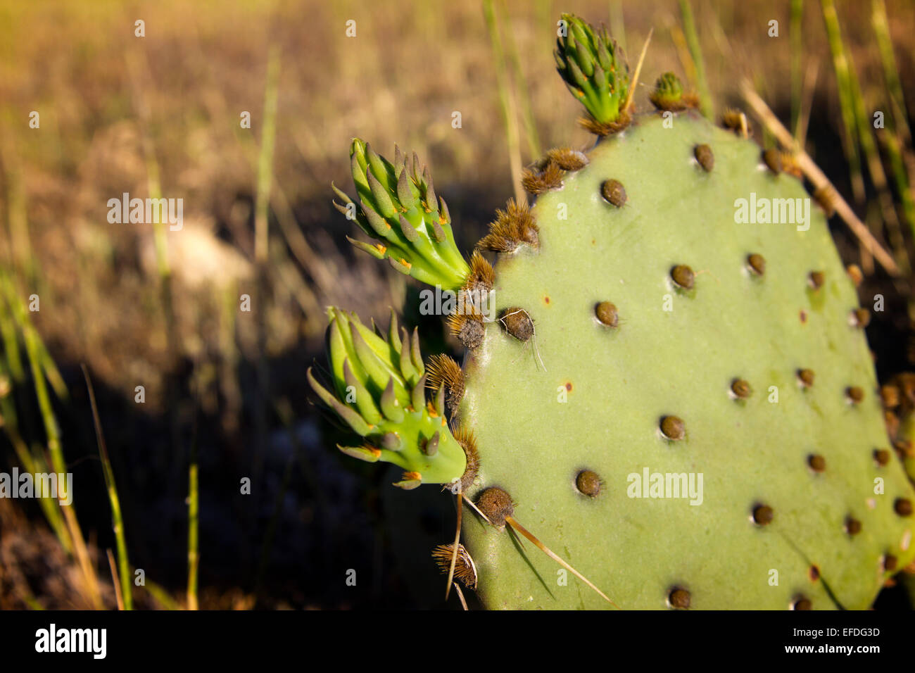 Buds on Opuntia cactus also known as nopales or paddle cactus or ...