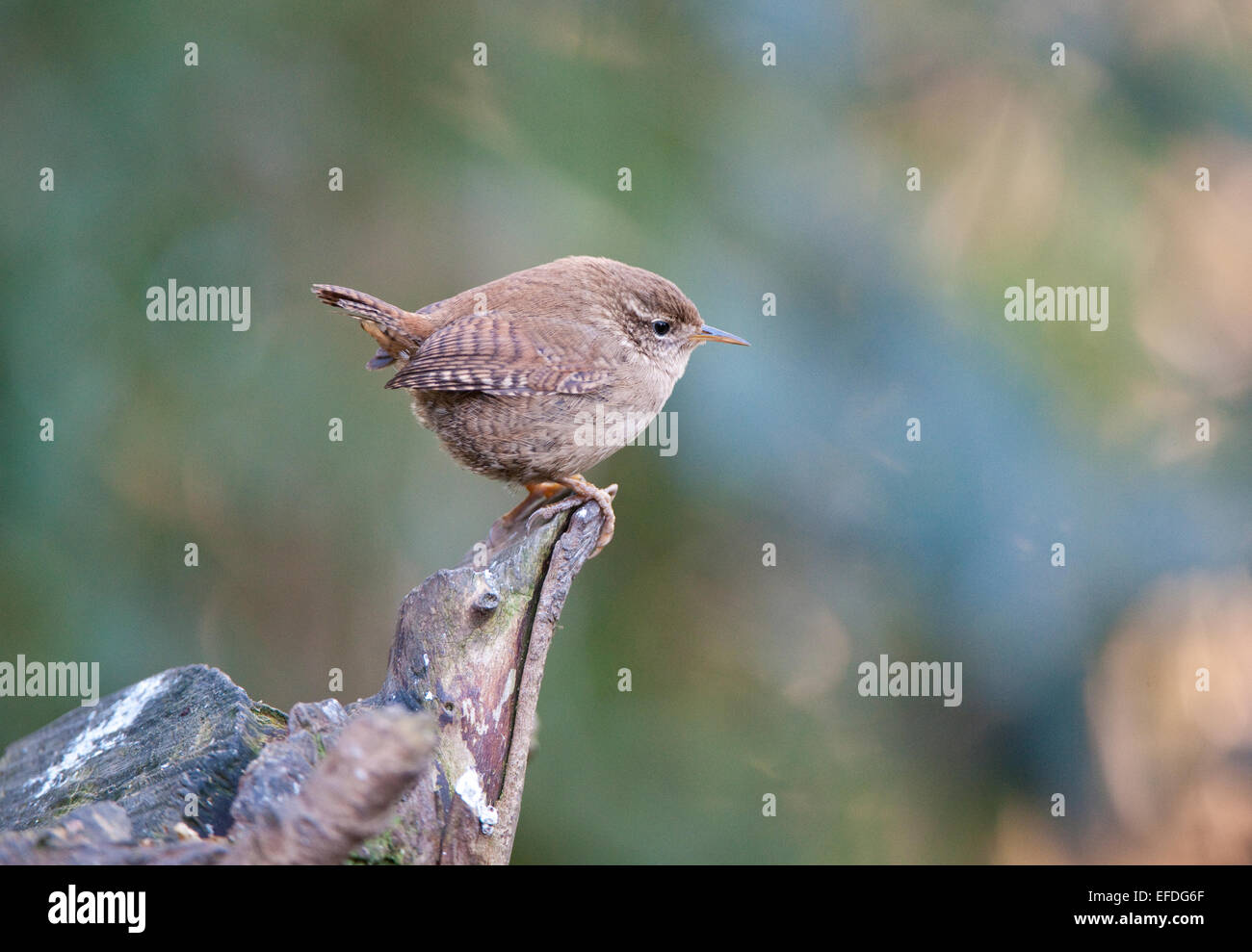 Wren sitting on a log Stock Photo - Alamy