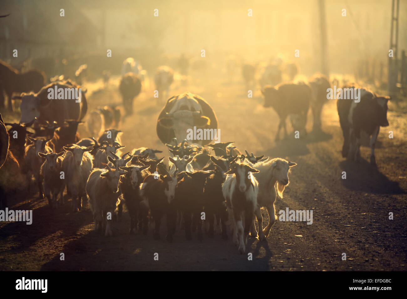 Goats and cow hi-res stock photography and images - Alamy