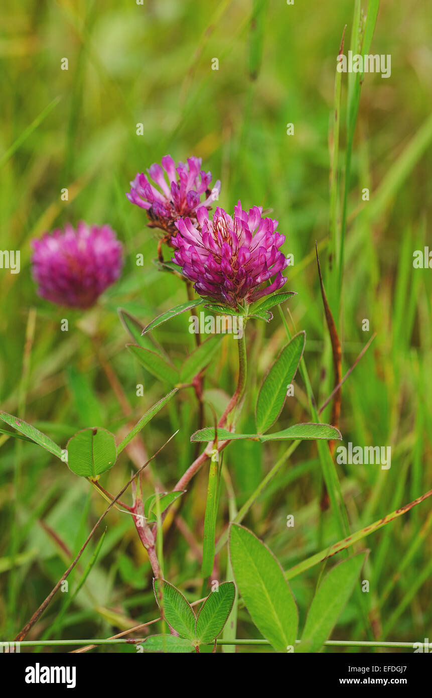 Pink clower flowers Stock Photo - Alamy
