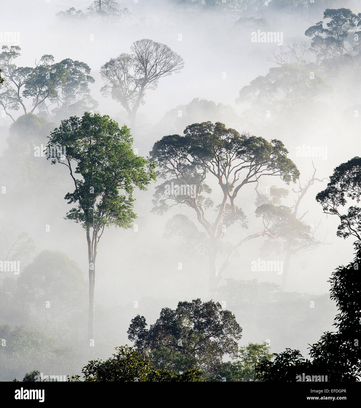 Rain forest trees emerging from morning mist in the Danum Valley in ...