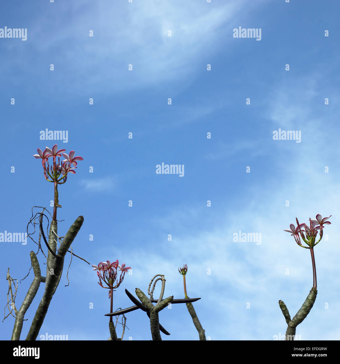 Tree with pink flowers and blue sky Stock Photo - Alamy