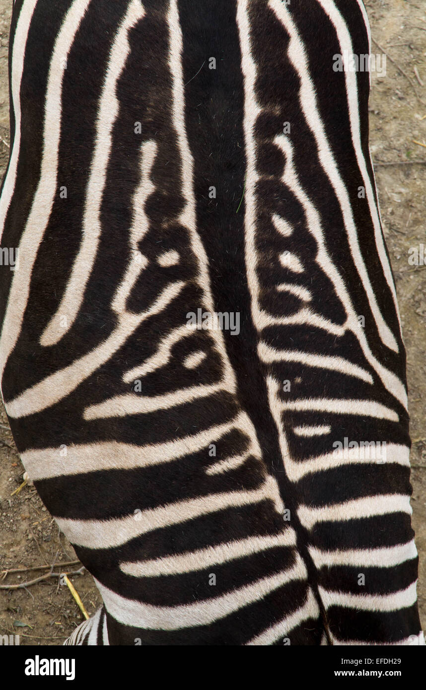 Zebra looking back hi-res stock photography and images - Alamy