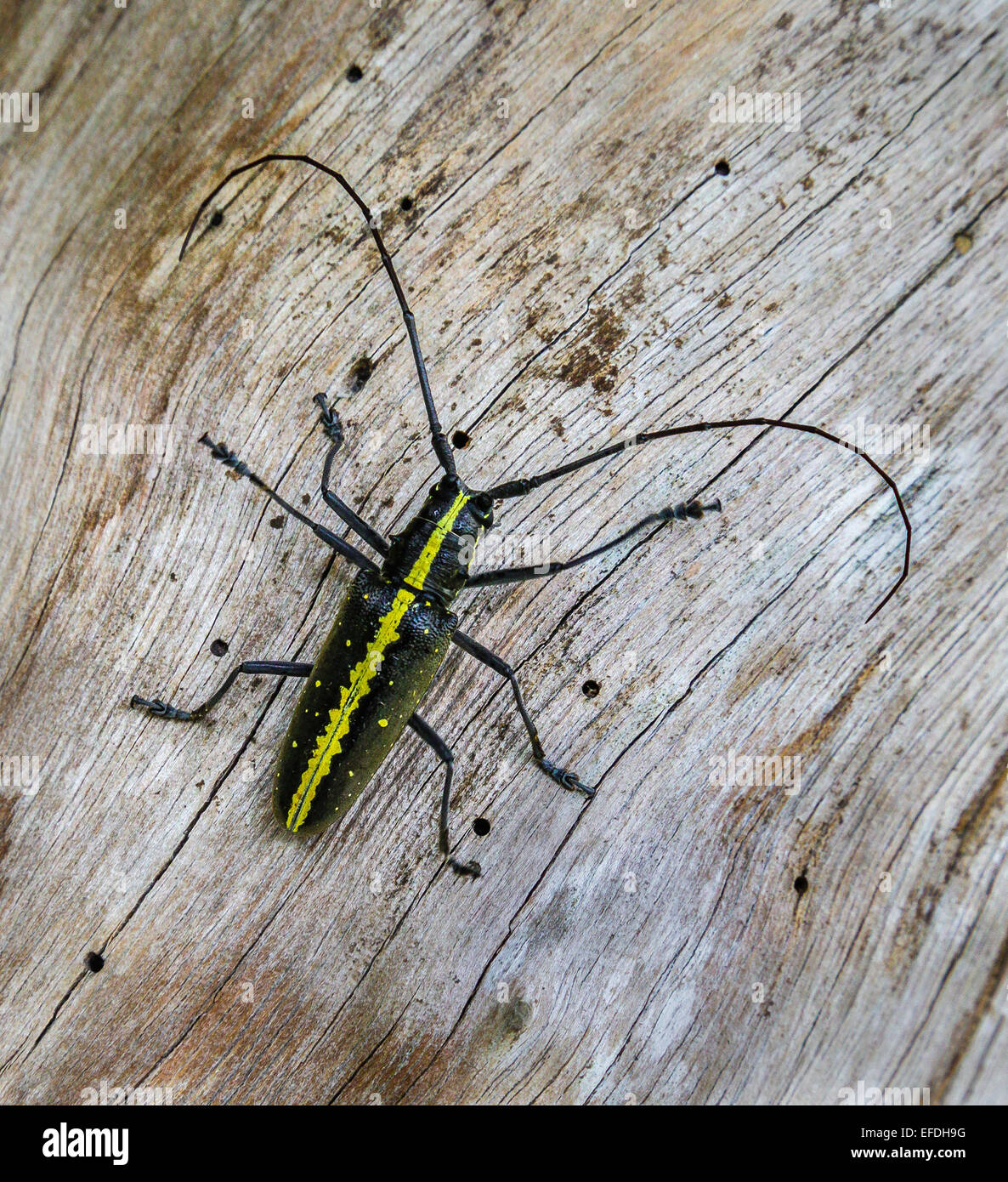 Longhorn beetle tree hi-res stock photography and images - Alamy