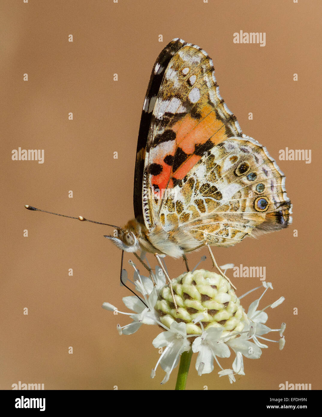 Painted lady wings underside hi-res stock photography and images - Alamy