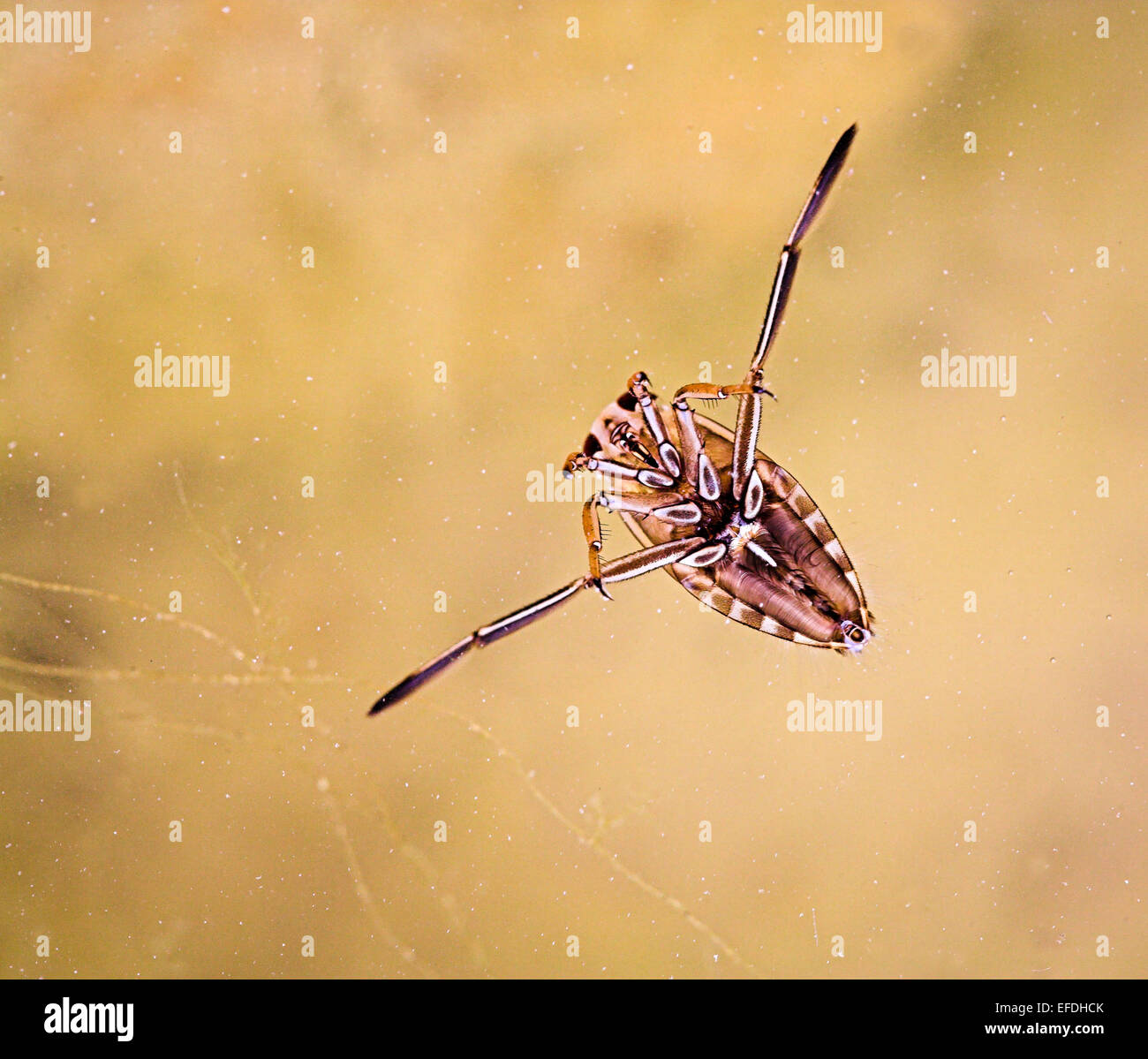 Water Boatmen Insect Uk High Resolution Stock Photography and Images ...