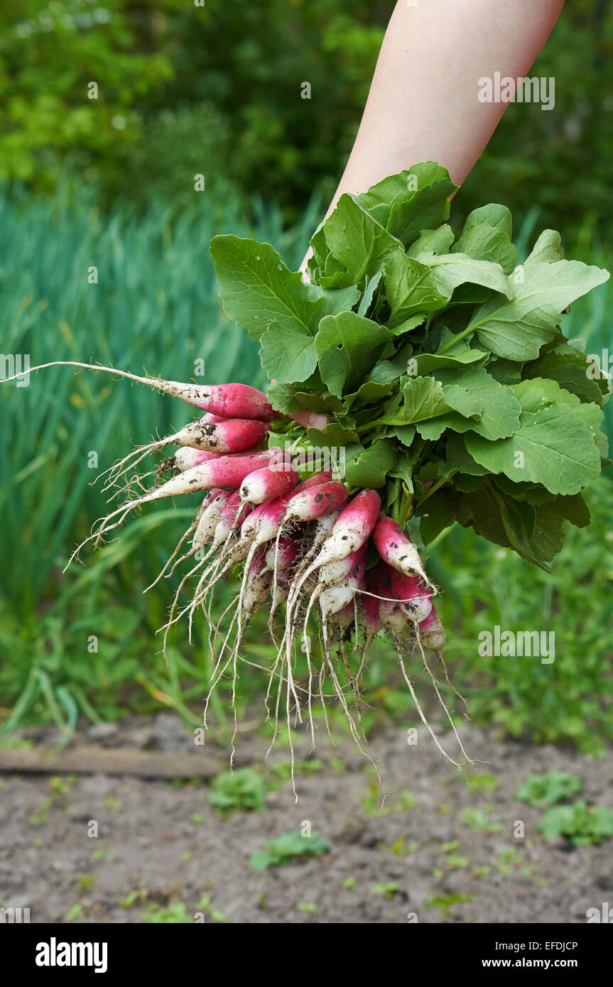 woman hand holding a bunch of long radish Stock Photo - Alamy