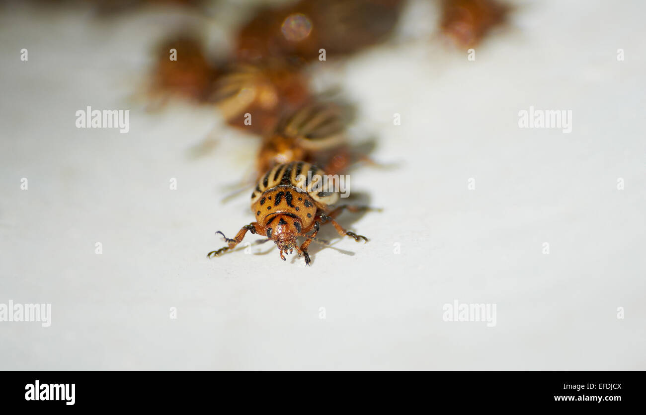 striped Colorado bug crawling and many insects behind it Stock Photo ...