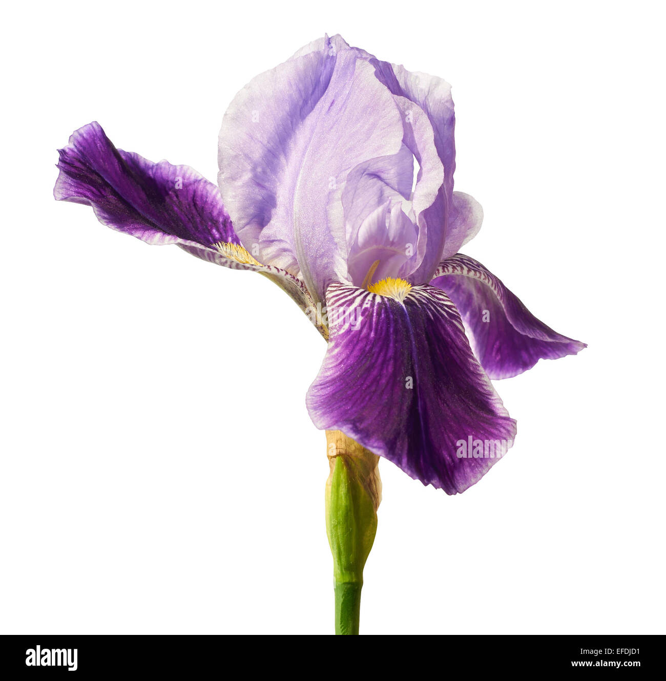 Iris flower isolated over white background with clipping path included ...