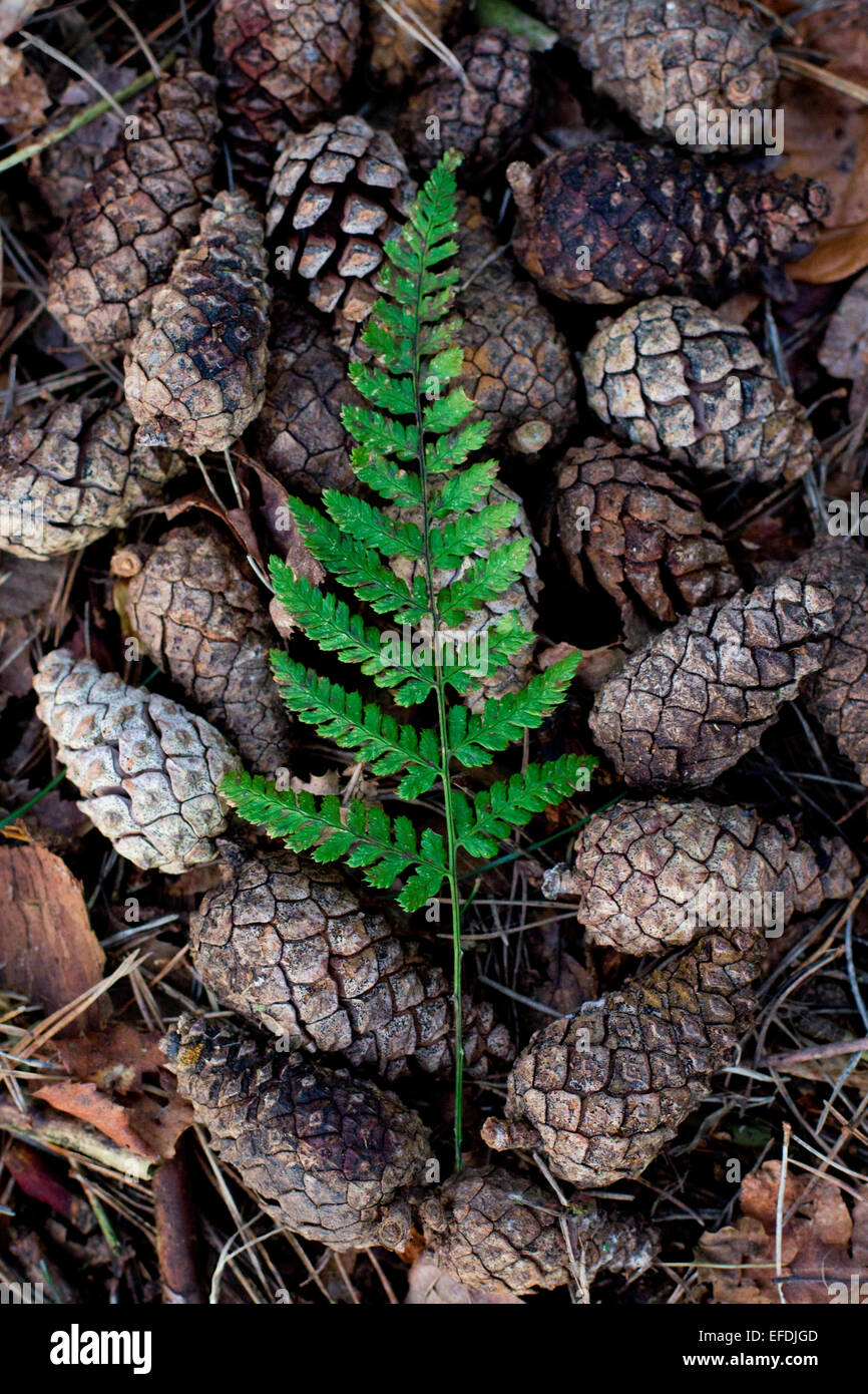 Fern on pine cones Stock Photo - Alamy