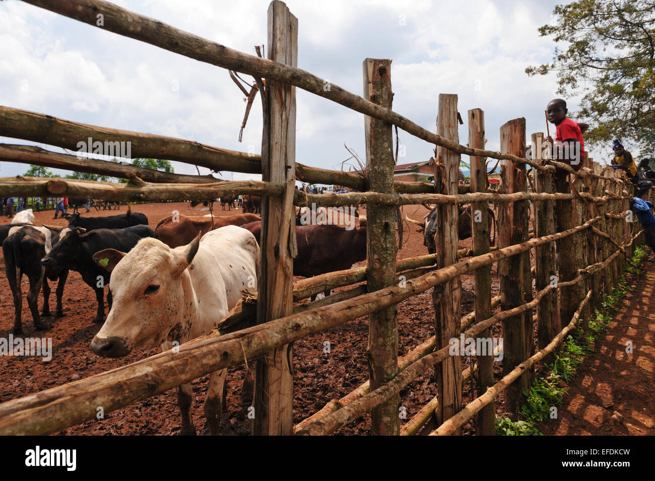 A cattle market in Kibuye District near Lake Kivu, Rwanda Stock Photo ...