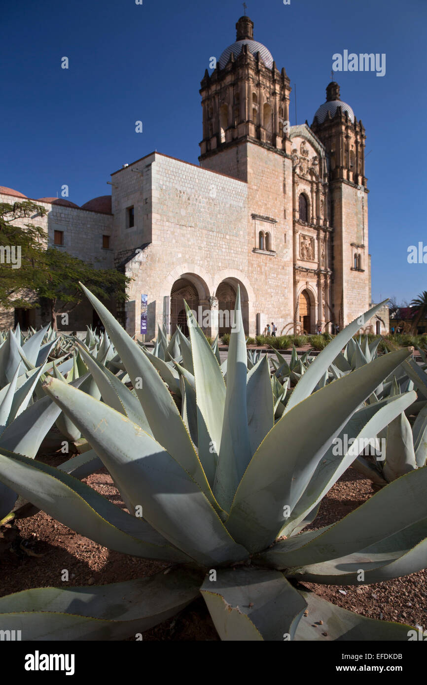 Oaxaca, Mexico - Agave plants growing in front of Santo Domingo church ...
