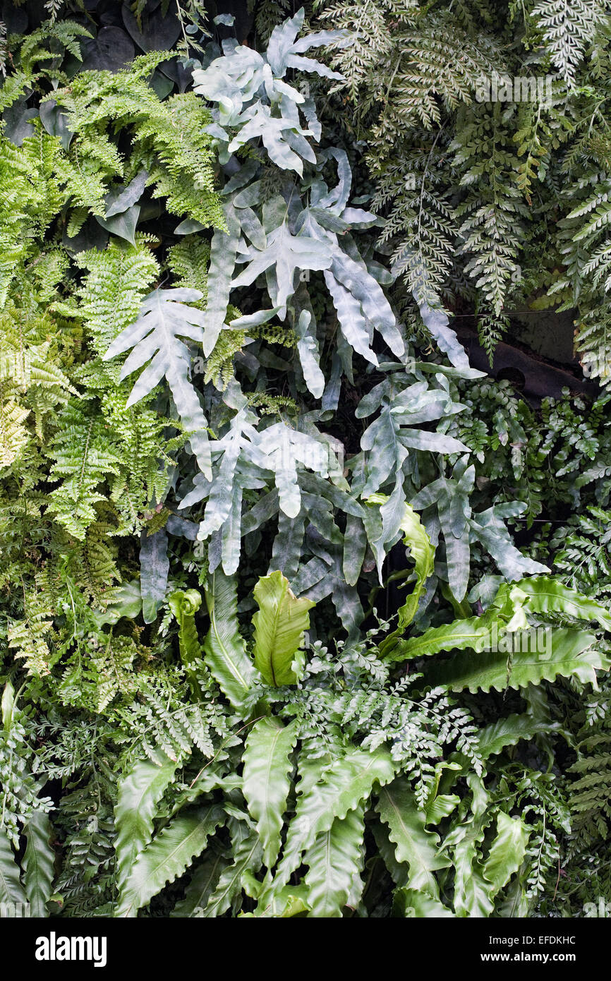 Assorted ferns growing on an indoor wall Stock Photo - Alamy