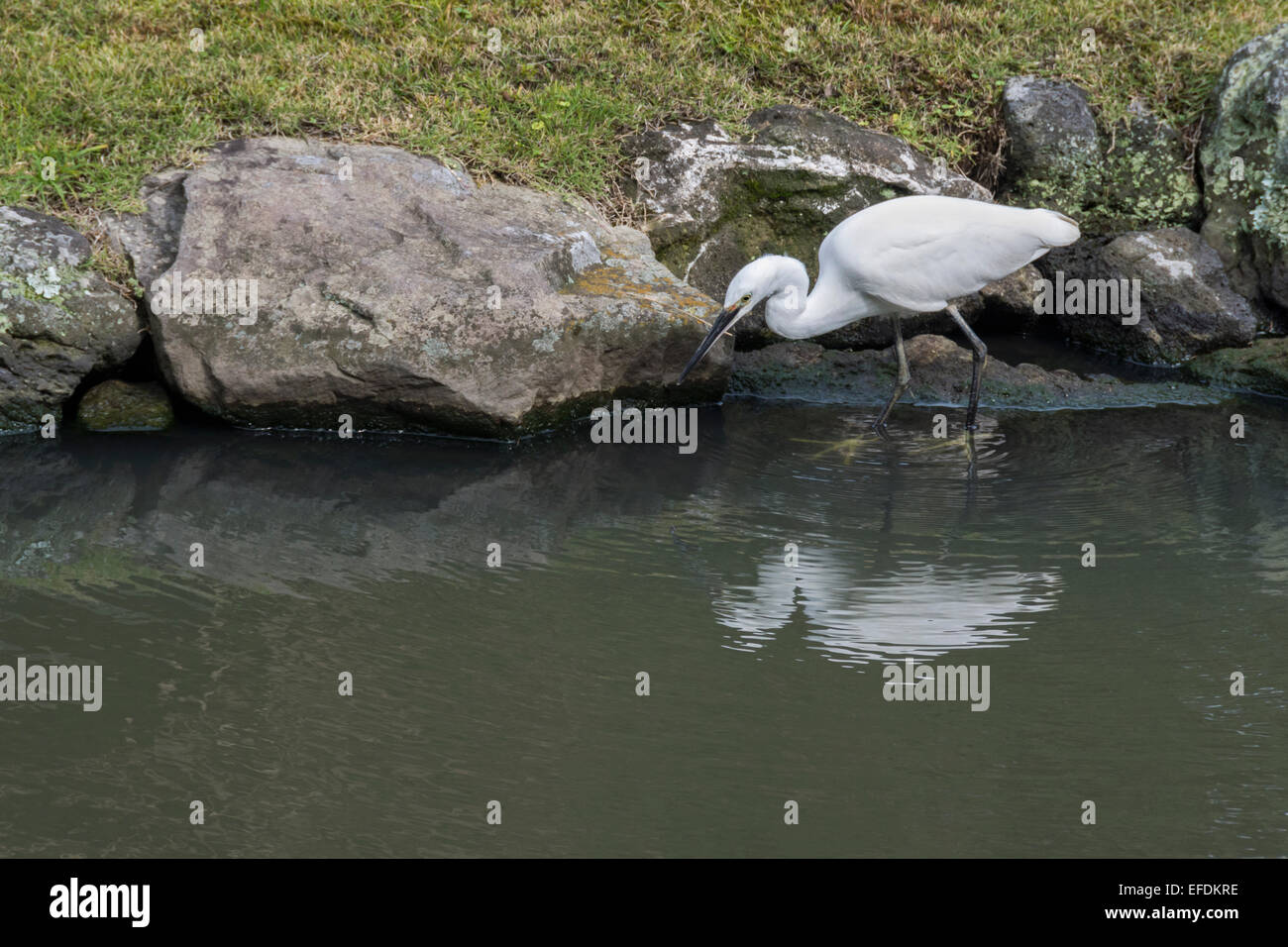 Little egret standing in the water fishing, Kencho-ji Zen garden ...
