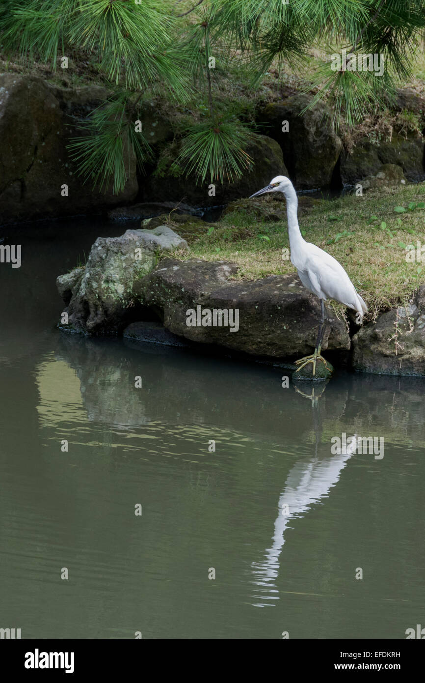 Little egret standing on a rock, Kencho-ji Zen garden, Kamakura, Japan ...