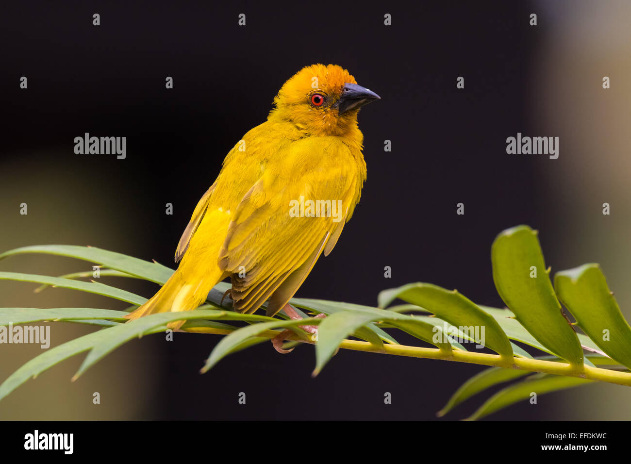 The Eastern Golden Weaver is common from Kenya to the Eastern Cape and ...