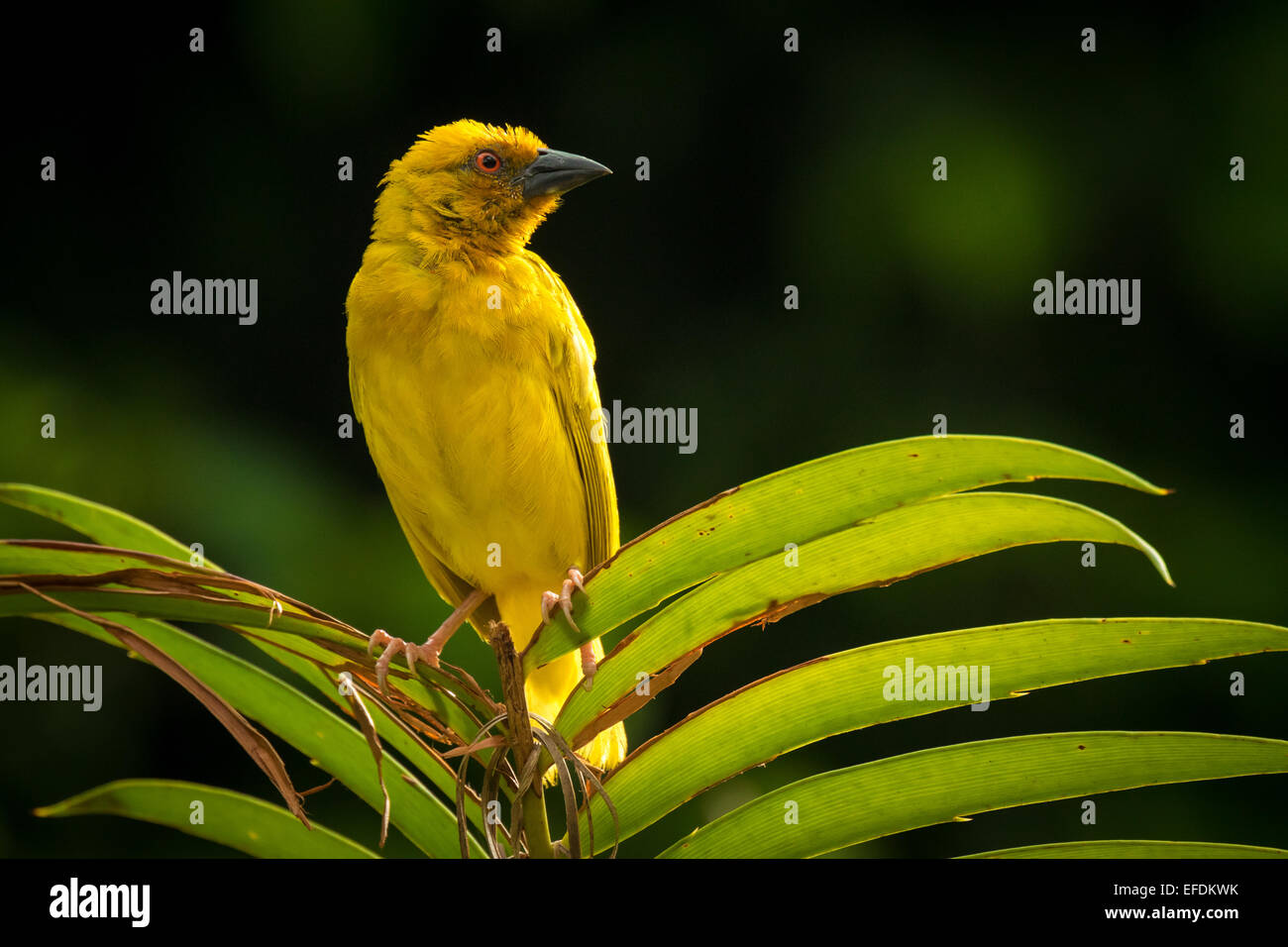 The Eastern Golden Weaver is common from Kenya to the Eastern Cape and ...
