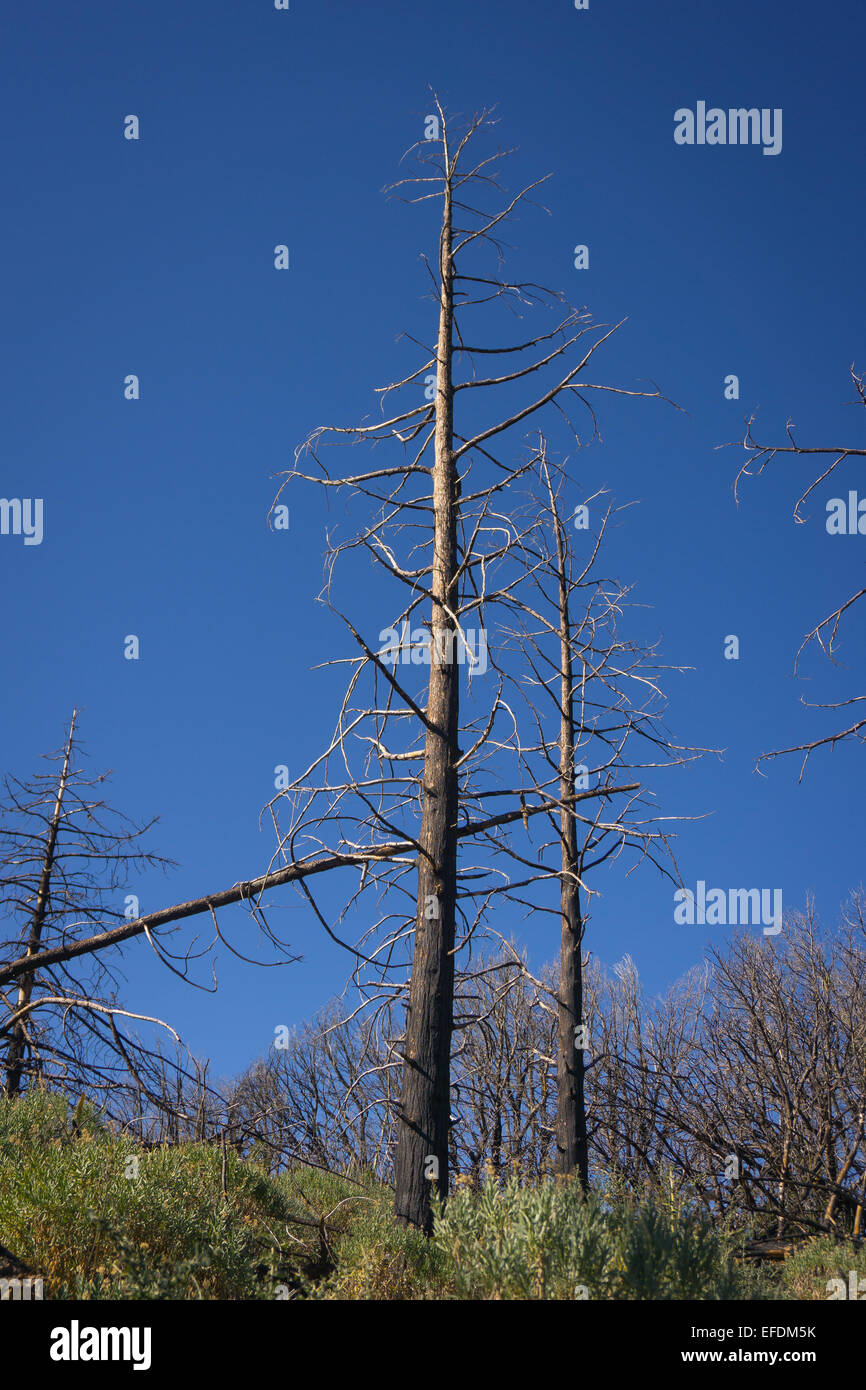 Single burned pine tree stands above the Angeles National Forest Stock ...