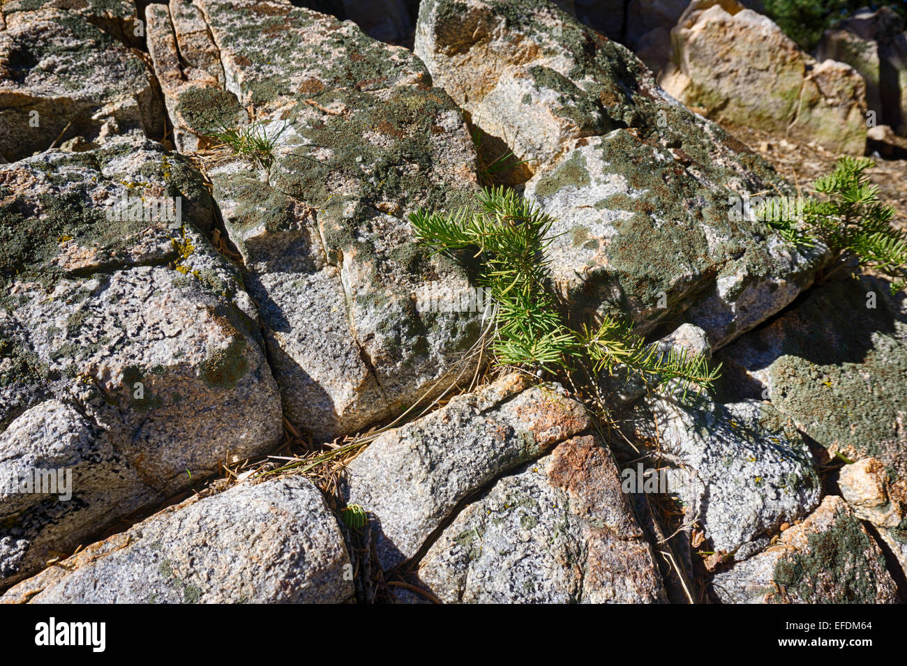 Fresh young sapling pine tree grows between a crack in a massive ...