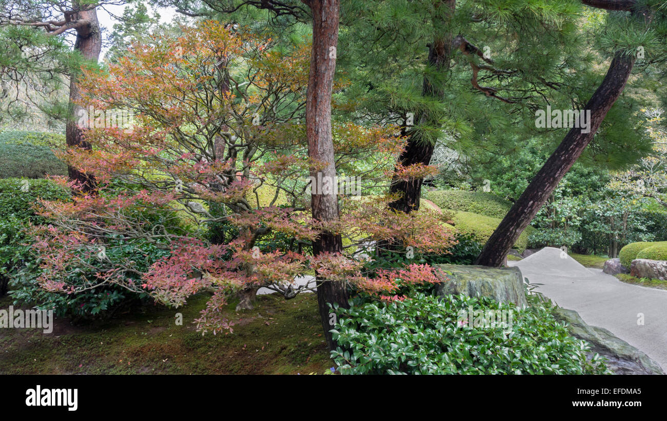 Meigetsu-in Rinzai Zen temple garden, fall leaves and sand Mount Fuji ...