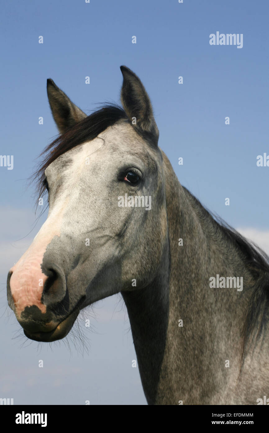 Close-up of a gray arabian horse in summer paddock Stock Photo - Alamy