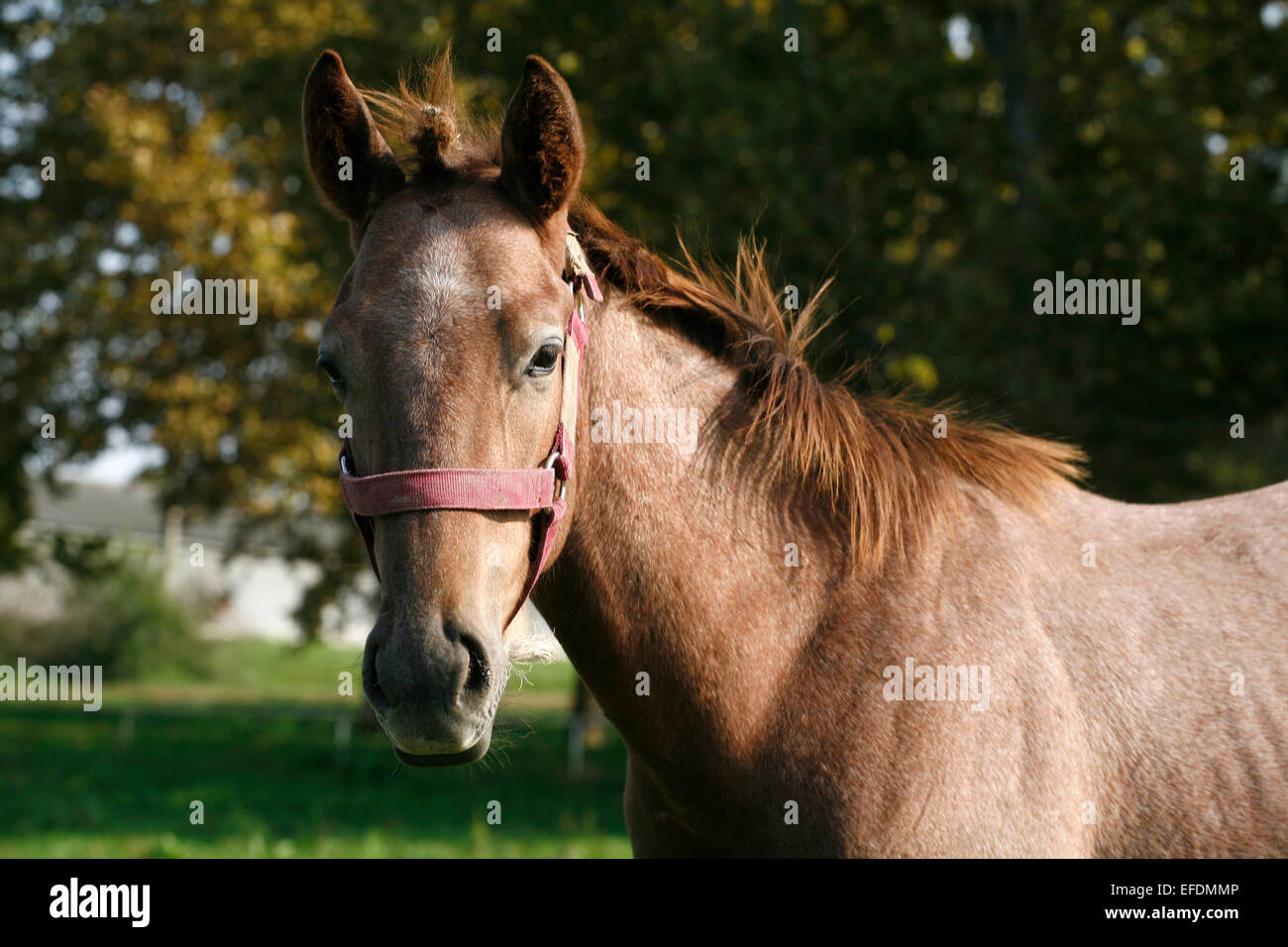 Pretty foal stands in a summer paddock. Baby horse in pasture Stock ...