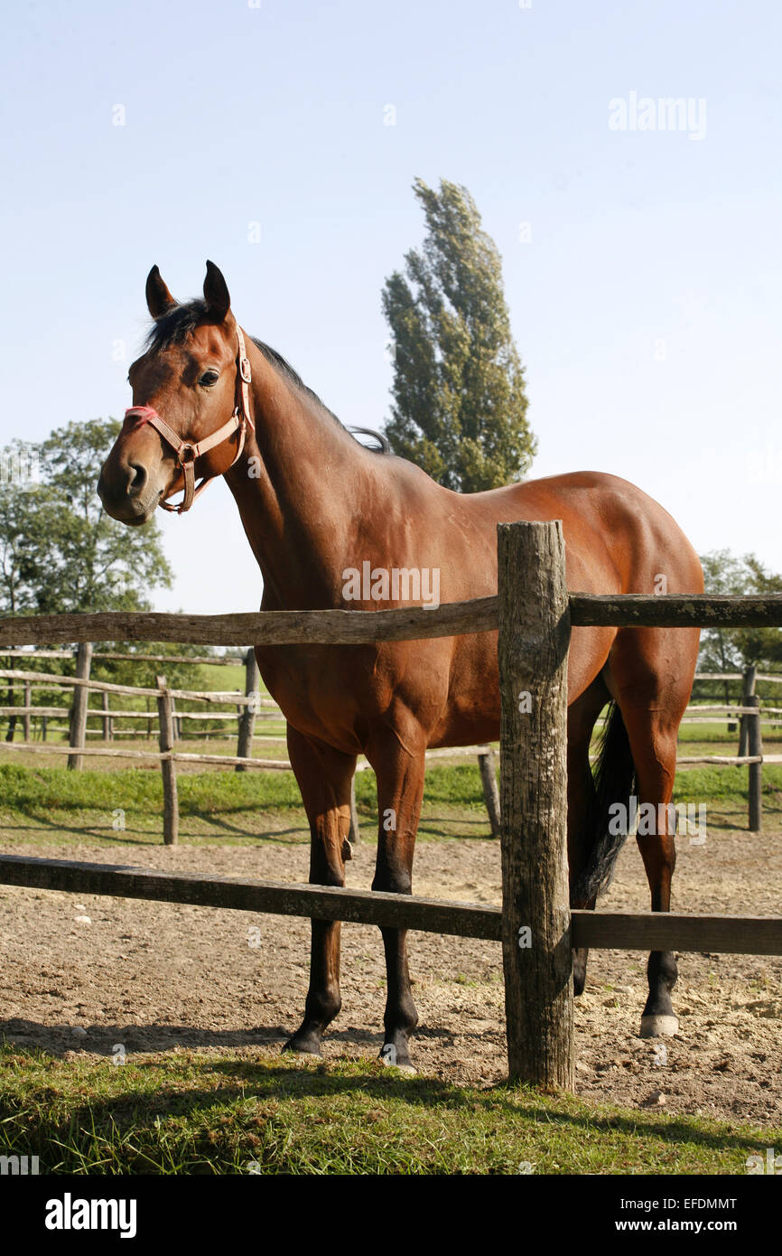 Thoroughbred purebred horse stands hi-res stock photography and images ...