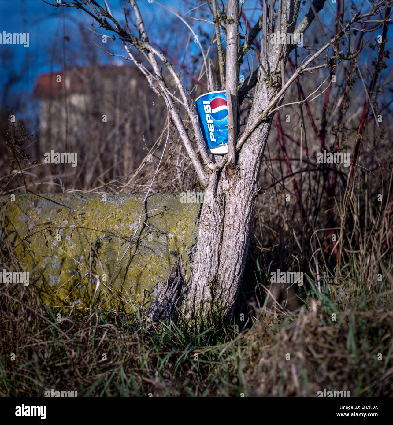 Pepsi blue in garden hi-res stock photography and images - Alamy