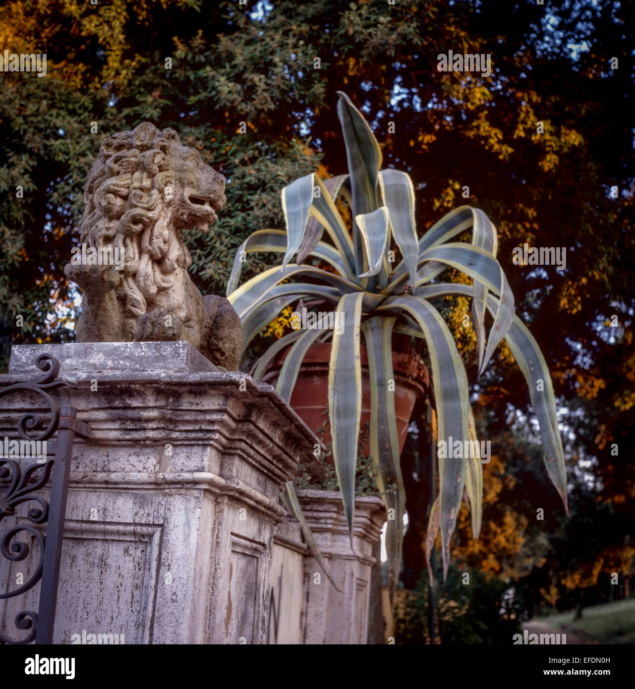 Agave in pot, garden Rome, Italy Agave pot Stock Photo - Alamy