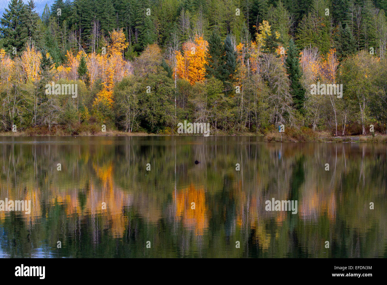 Autumn view of trees with reflections across lake near Robertson Creek ...
